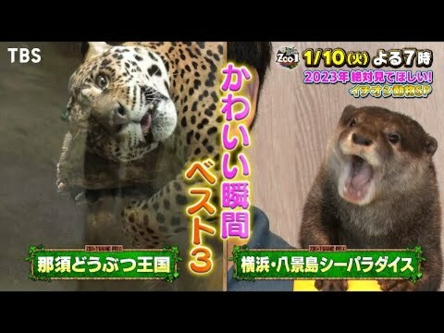 かわいい瞬間ベスト3を発表!! 2023年絶対見てほしい!イチオシ動物SP『ZOO-1グランプリ』1/10(火)【TBS】 | antenna[アンテナ]