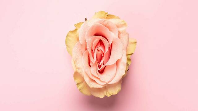 意外と知らない「処女膜」って何?処女膜の役割や仕組みなど、気になる疑問を産婦人科医が解説 Antenna アンテナ