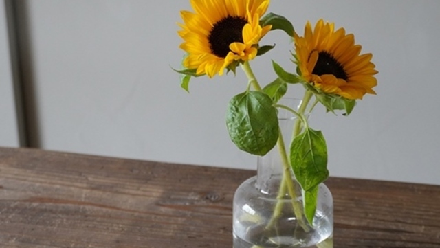 緑のある暮らし「SKRUF（スクルーフ）」 | antenna[アンテナ]