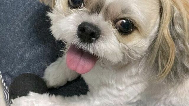 犬の早食いはなぜよくない？ 犬の早食いのリスクと対策を獣医師に聞いた | antenna[アンテナ]