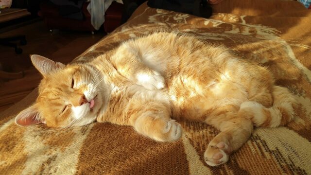 昼下がりの陽光を浴びお昼寝する猫、月初のやる気をすべて吸い込む | antenna[アンテナ]