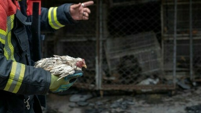 ペット市場で火災 100店以上に被害 タイ・バンコク | antenna[アンテナ]