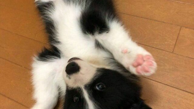 お迎え3日目に「バンザイポーズ」で飼い主をメロメロにした子犬→6年後、「ツンとデレ」のギャップが魅力的なコに成長！ | antenna[アンテナ]